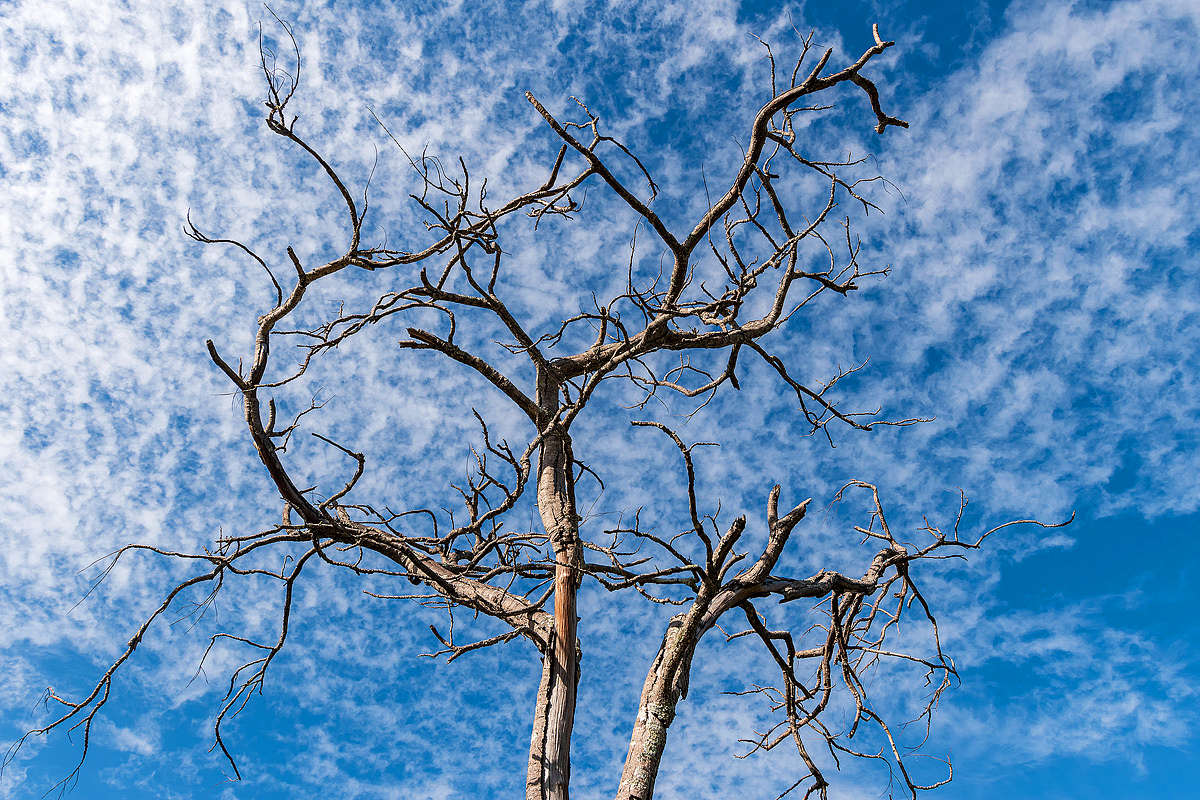 árvores do cerrado : Photos, Diagrams & Topos : SummitPost
