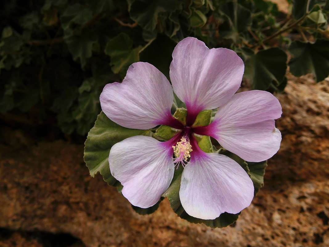 Malva Selvatica (Wild Mallow), Ligurian Mountains : Photos, Diagrams ...