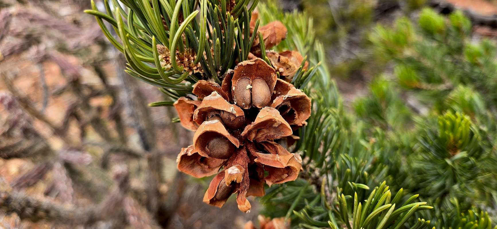 The pinon pine : Photos, Diagrams & Topos : SummitPost