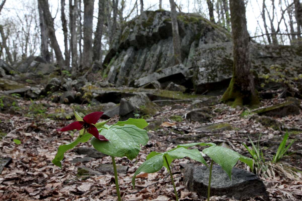 red trillium with columnar rocks : Photos, Diagrams & Topos : SummitPost