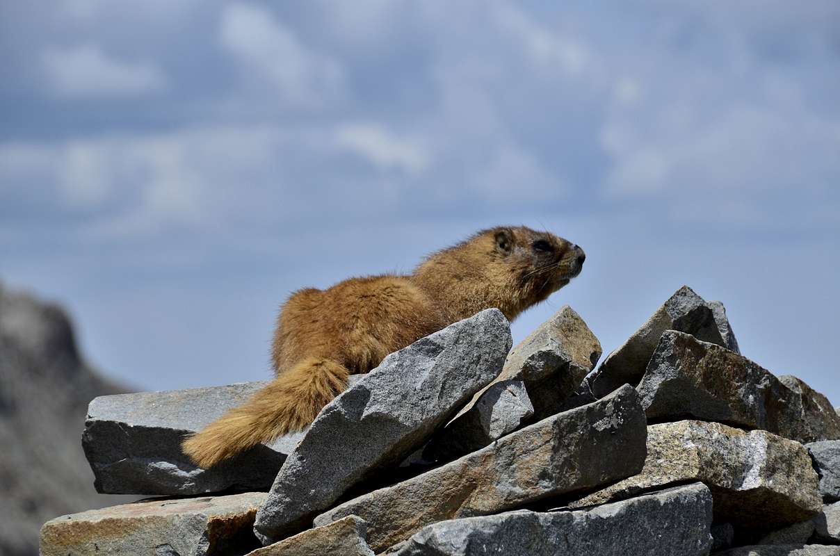 Marmot hanging out at 3000 m : Photos, Diagrams & Topos : SummitPost