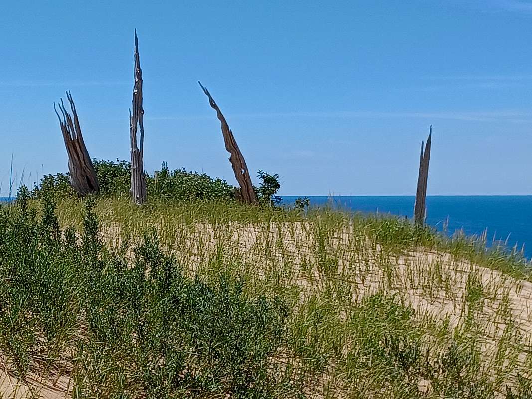 Sand Dune Ghost Forest : Photos, Diagrams & Topos : SummitPost