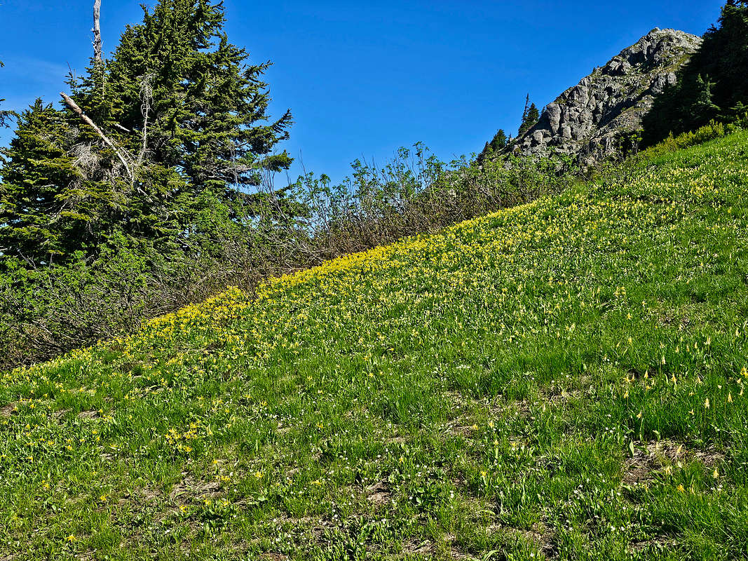 Below the false summit of Alta Peak : Photos, Diagrams & Topos : SummitPost