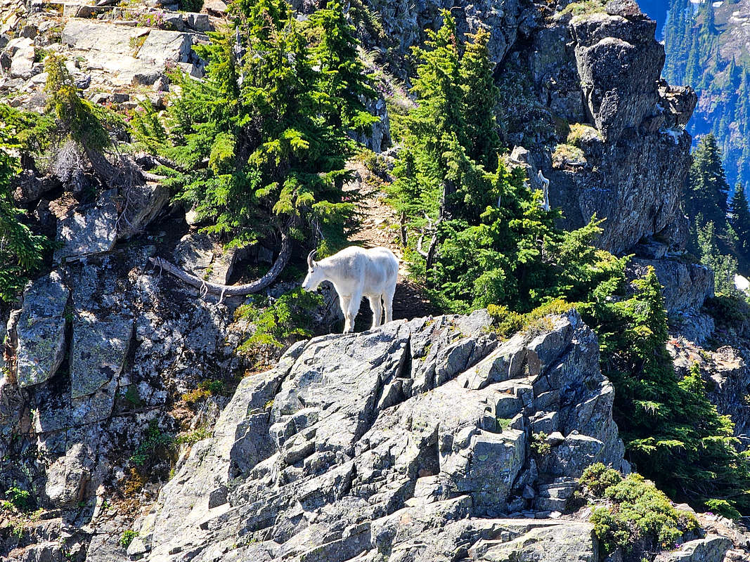 Mountain Goat : Photos, Diagrams & Topos : SummitPost