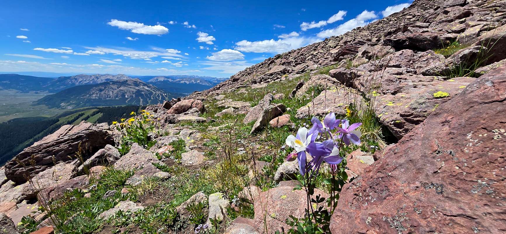 Blue Columbines : Photos, Diagrams & Topos : SummitPost