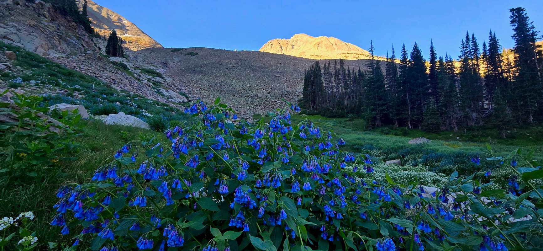 Wildflower season in Colorado. : Photos, Diagrams & Topos : SummitPost