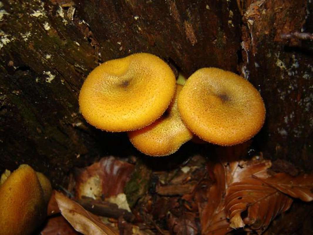 zavodnica - otrovna pecurka : Photos, Diagrams & Topos : SummitPost