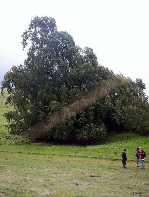 The Plane Tree : Photos, Diagrams & Topos : SummitPost