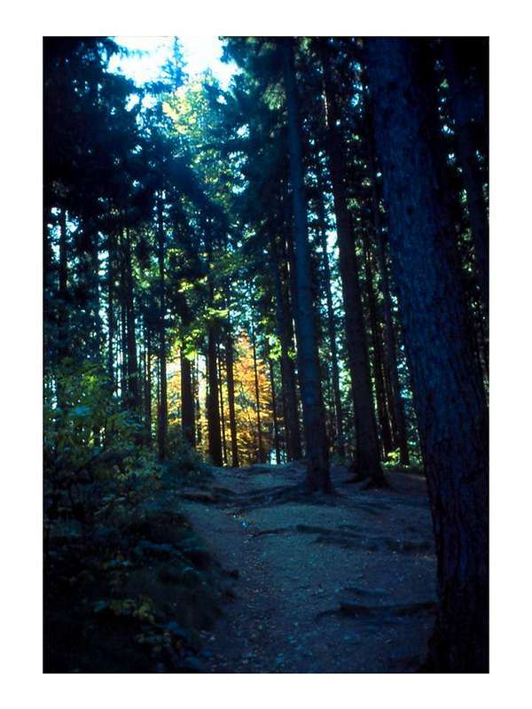 Noon in forest : Photos, Diagrams & Topos : SummitPost