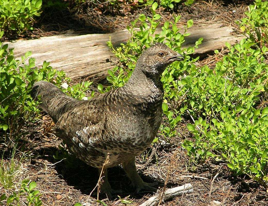 Pine Grouse : Photos, Diagrams & Topos : SummitPost