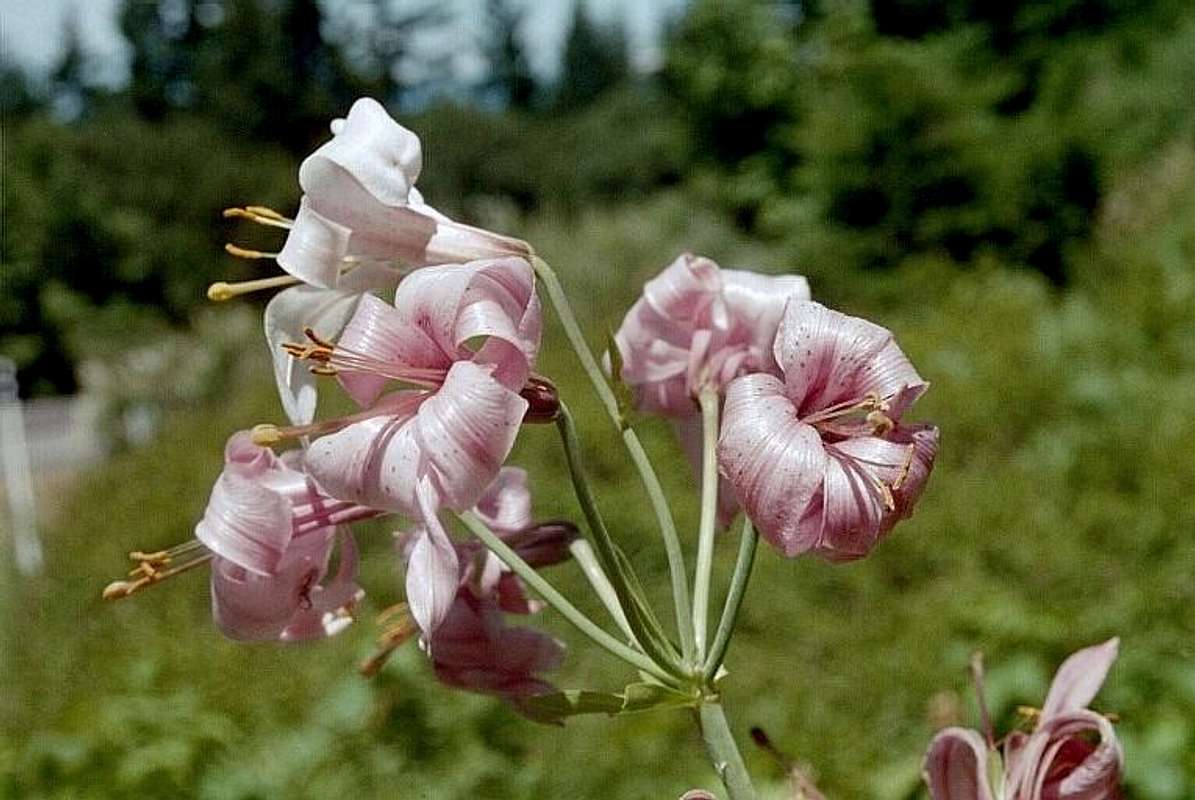 Shasta Lily (Lilium washingtonianum) : Photos, Diagrams & Topos ...