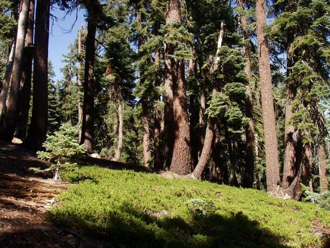 Red Fir Forest on Jordan Peak : Photos, Diagrams & Topos : SummitPost