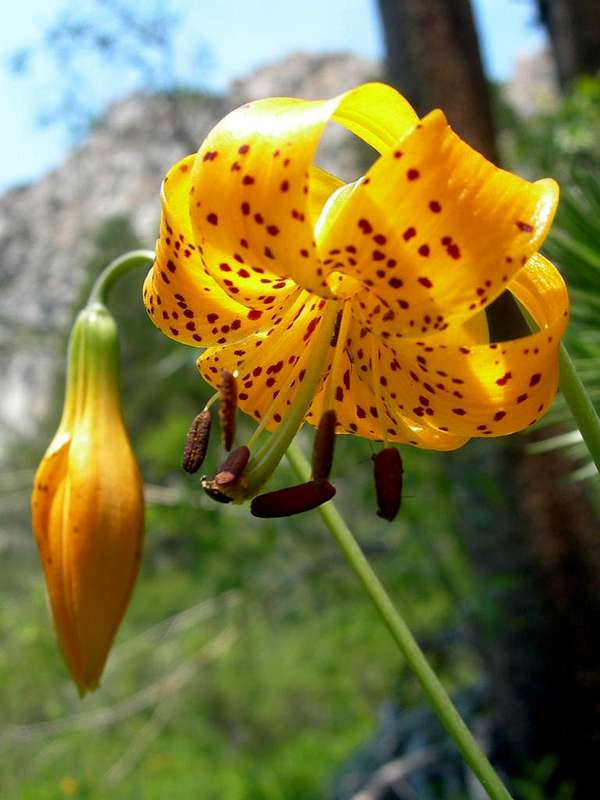 Leopard Lilies : Photos, Diagrams & Topos : SummitPost