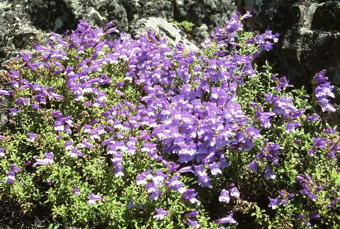 Shrubby Penstemon (Penstemon fruticosus serratus) : Photos, Diagrams ...