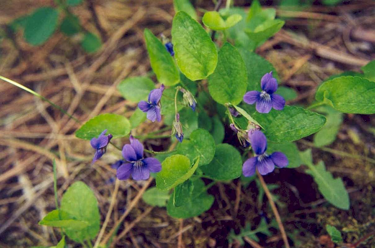 Early Blue Violet (Viola adunca) : Photos, Diagrams & Topos : SummitPost