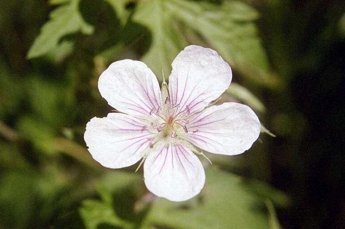 White Geranium (Geranium richardsonii) : Photos, Diagrams & Topos ...