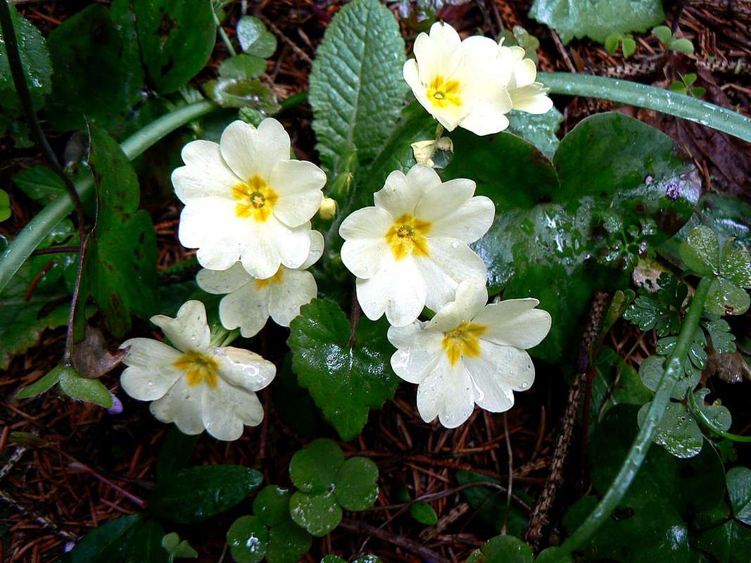 Primula Acaulis : Photos, Diagrams & Topos : SummitPost