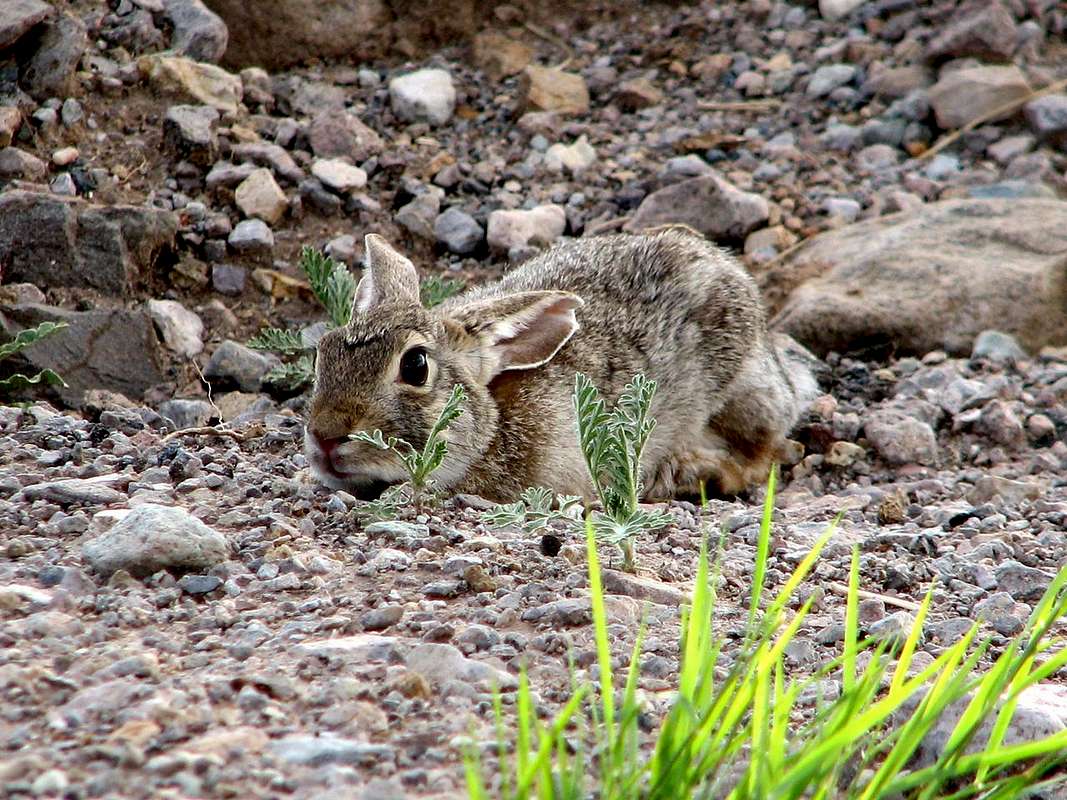 Scared Rabbit : Photos, Diagrams & Topos : SummitPost