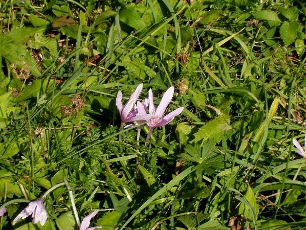 Autumn Crocus ( Colchicum autumnale) : Photos, Diagrams & Topos ...