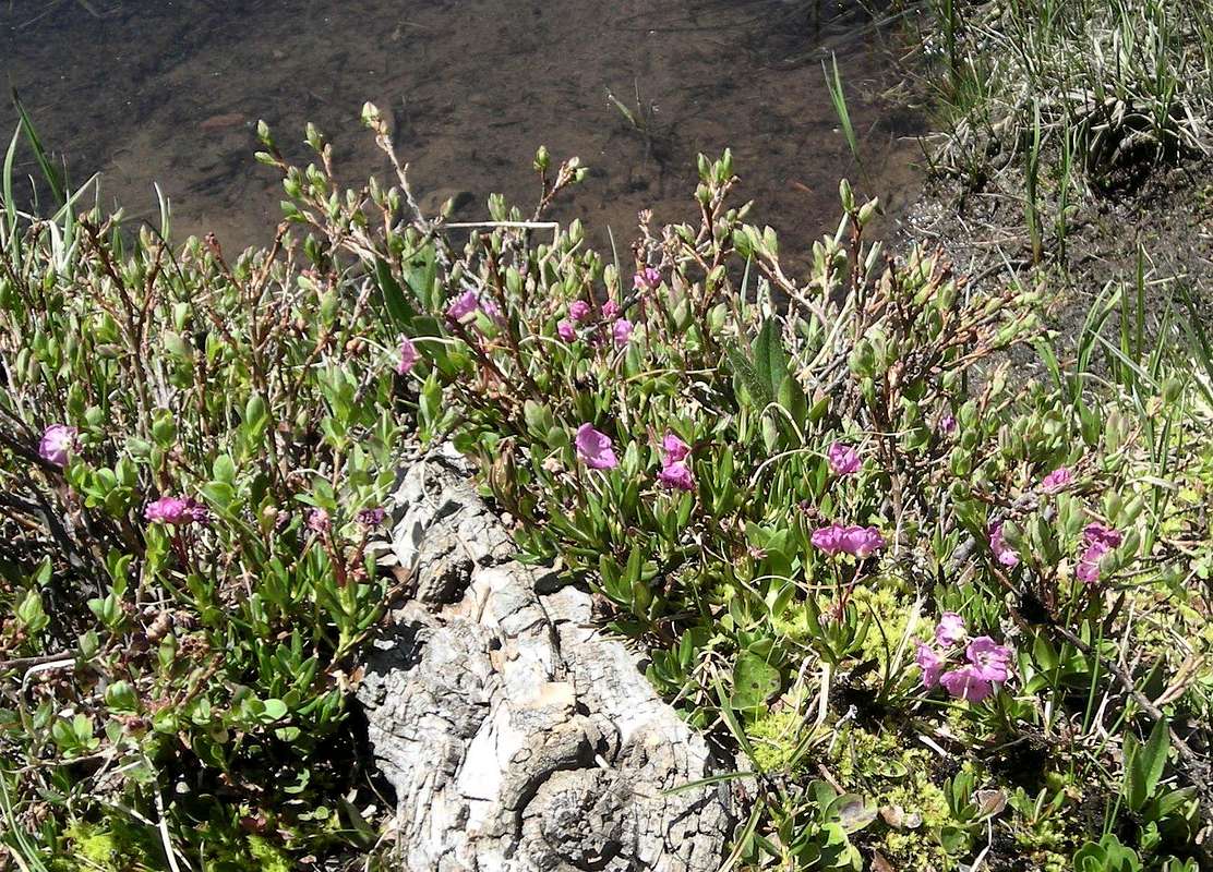 Alpine Laurel flowers : Photos, Diagrams & Topos : SummitPost