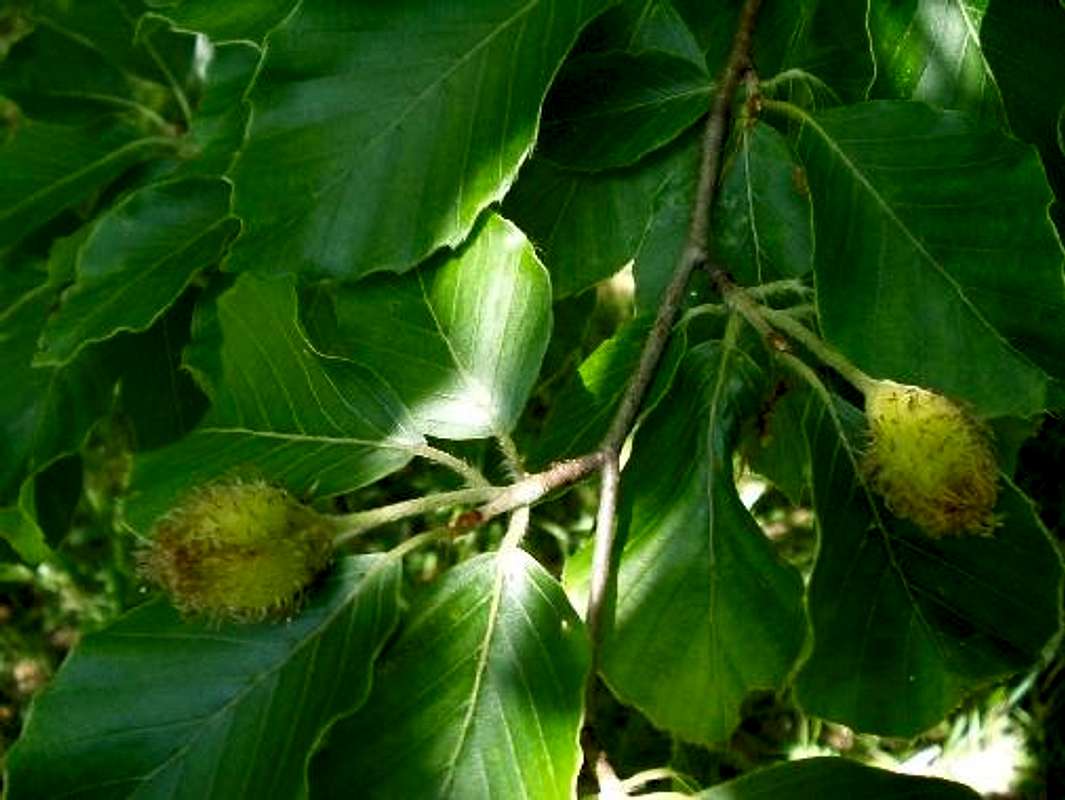 Fruits of European Beech Tree : Photos, Diagrams & Topos : SummitPost