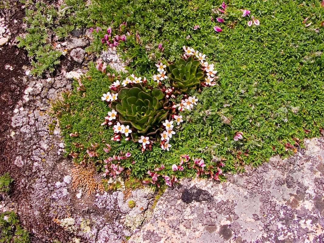 Alpine flora : Photos, Diagrams & Topos : SummitPost