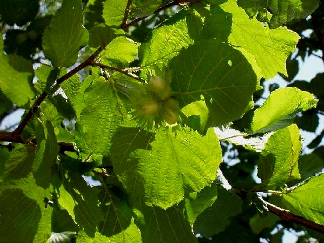 Common Hazel : Photos, Diagrams & Topos : SummitPost