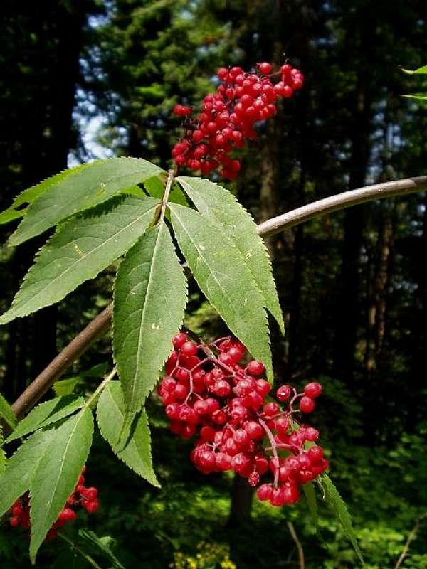 Red Elderberry : Photos, Diagrams & Topos : SummitPost