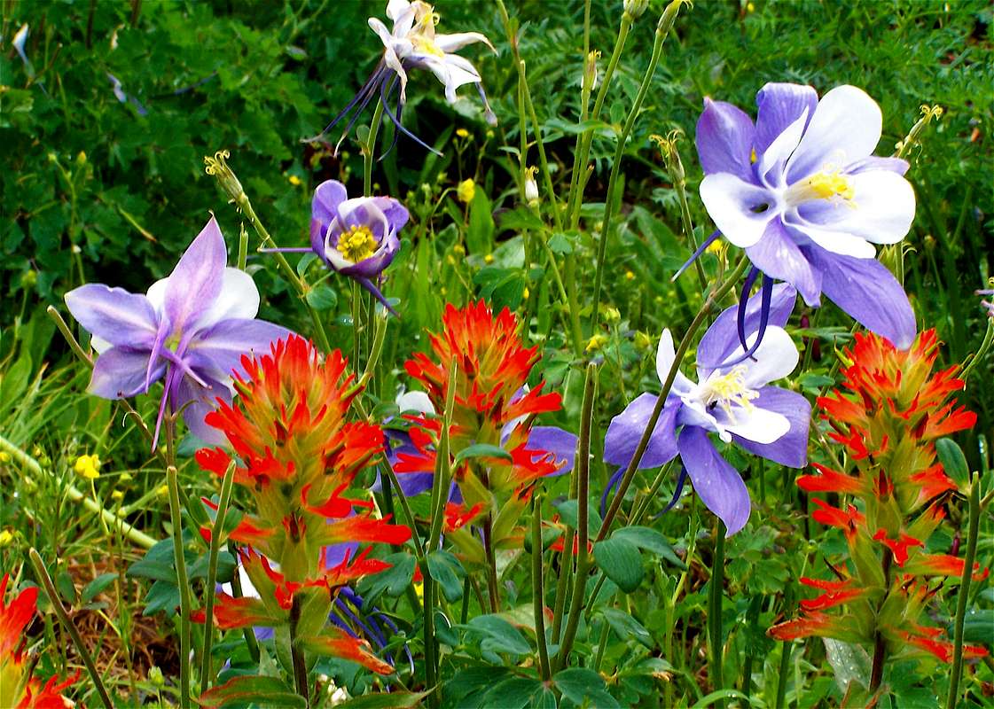 Columbine and Indian Paintbrush : Photos, Diagrams & Topos : SummitPost