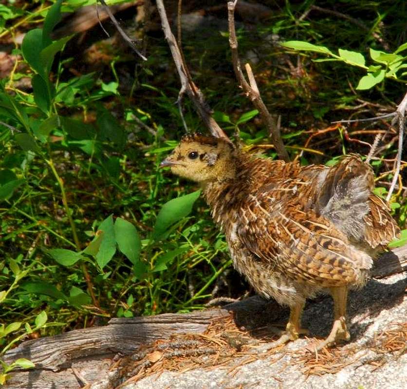 Baby Grouse : Photos, Diagrams & Topos : SummitPost
