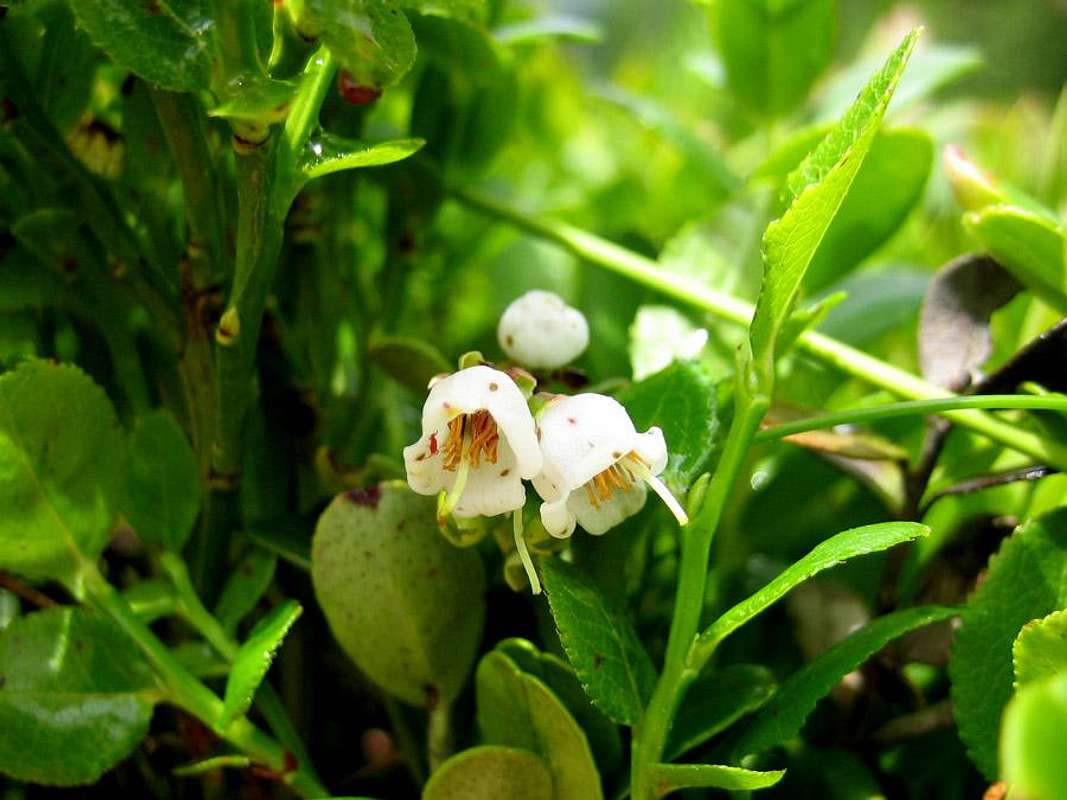 alpine wild blueberry in the middle of june : Photos, Diagrams & Topos ...