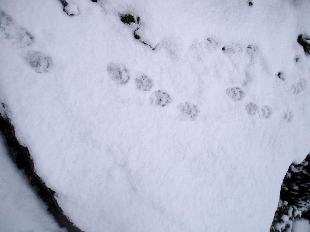 Mountain Lion Tracks? : Photos, Diagrams & Topos : SummitPost