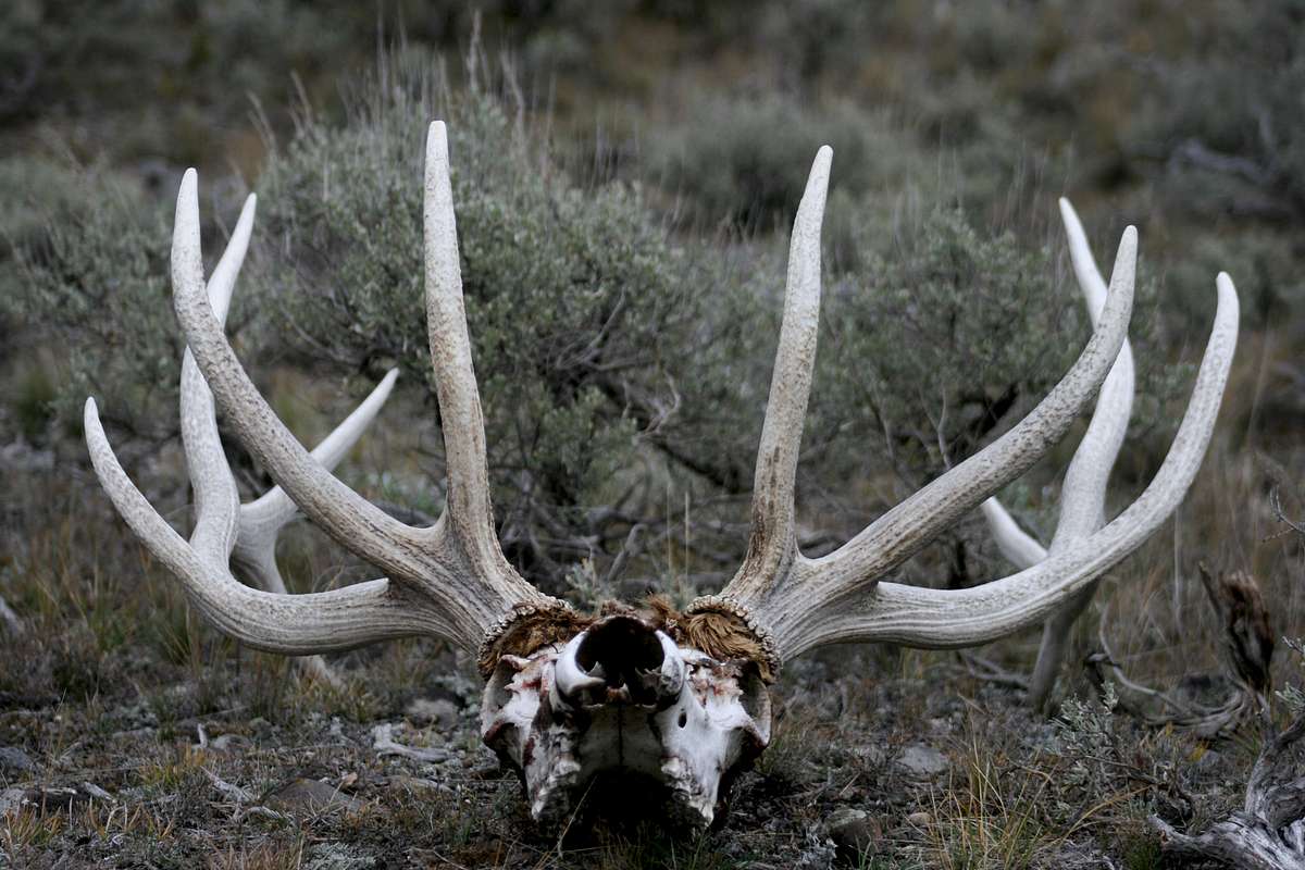 Bull Elk Skull : Photos, Diagrams & Topos : SummitPost