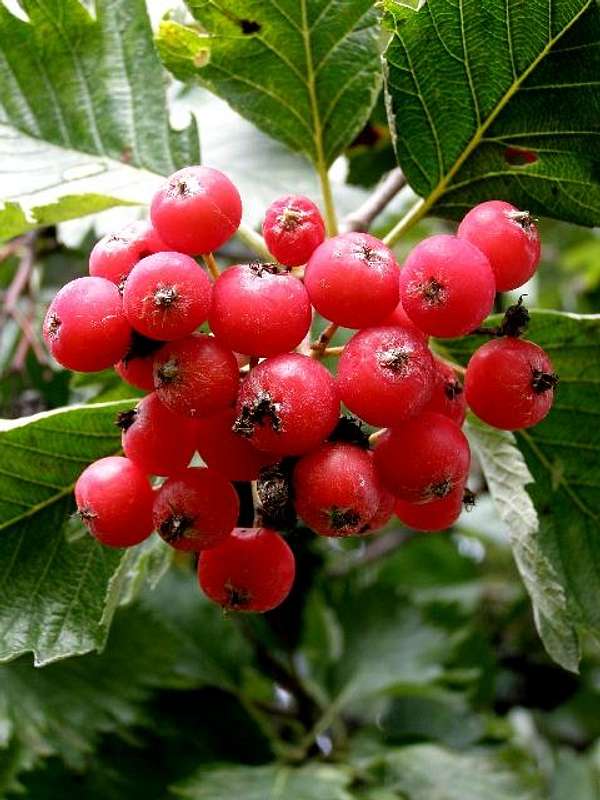 Fruits of Whitebeam : Photos, Diagrams & Topos : SummitPost