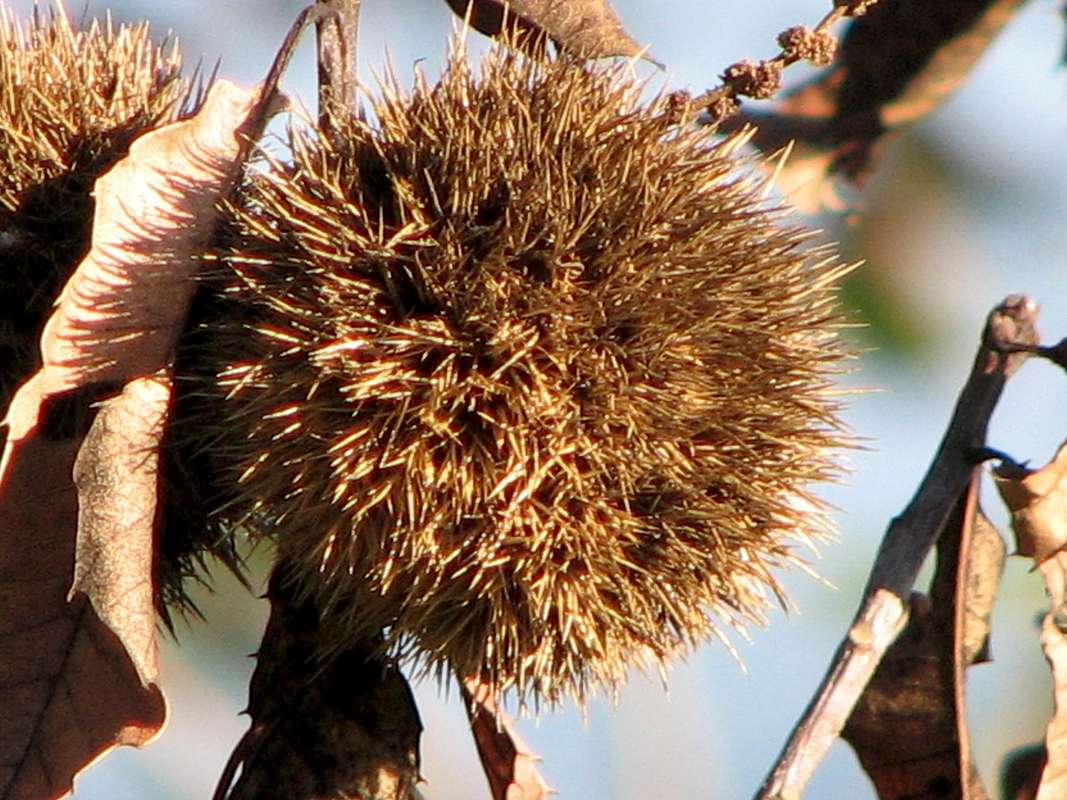 American chestnut burr : Photos, Diagrams & Topos : SummitPost