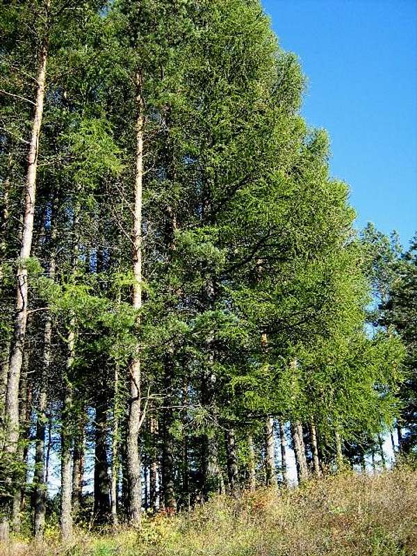 European Larch Trees : Photos, Diagrams & Topos : SummitPost