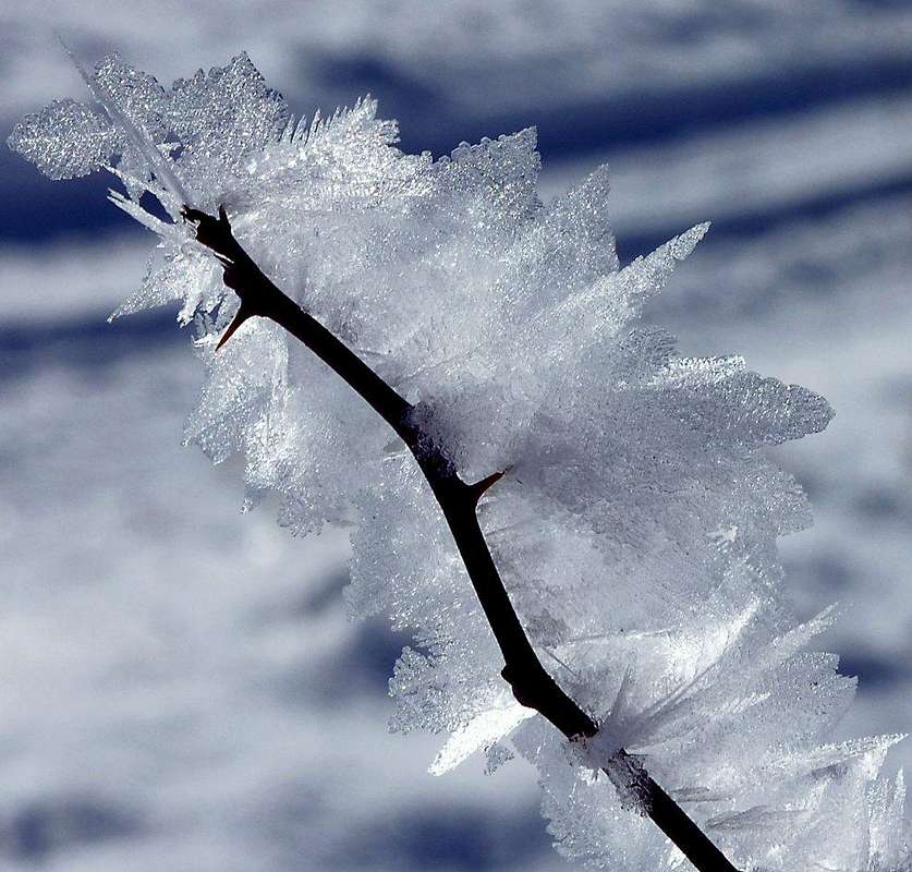 Ice flower : Photos, Diagrams & Topos : SummitPost