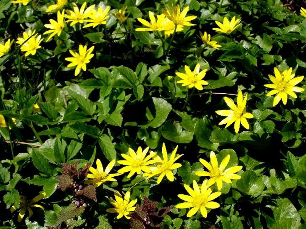 Lesser Celandine : Photos, Diagrams & Topos : SummitPost