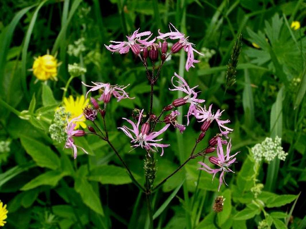Ragged Robin : Photos, Diagrams & Topos : SummitPost