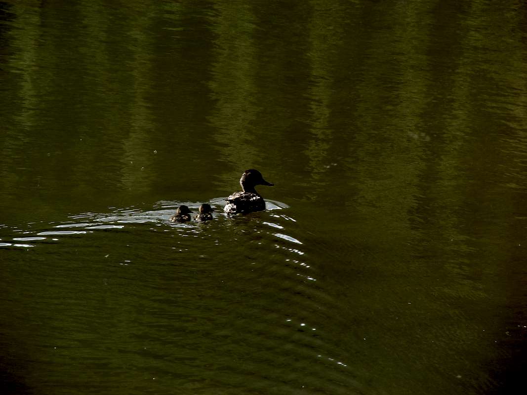 Stewart Creek Ducks : Photos, Diagrams & Topos : SummitPost