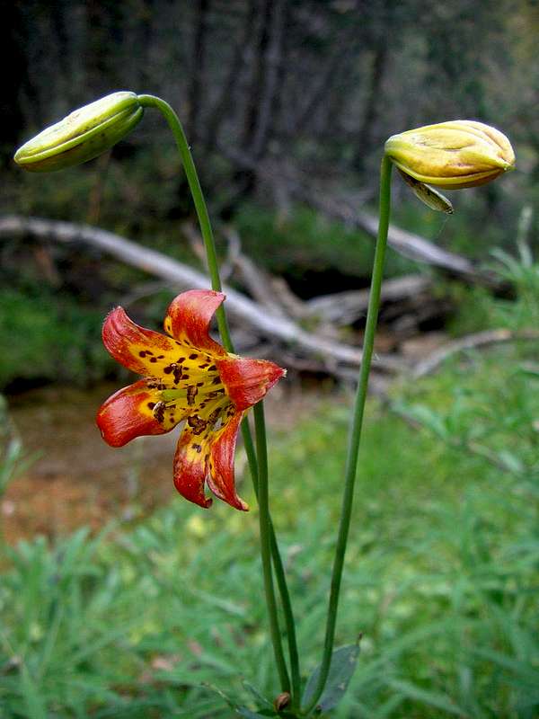 Sierra Nevada alpine lily : Photos, Diagrams & Topos : SummitPost