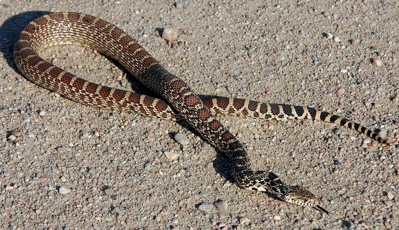 Gopher Snake : Photos, Diagrams & Topos : SummitPost