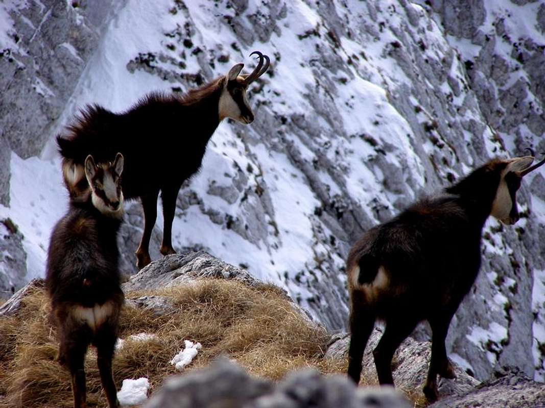 Capre Negre : Photos, Diagrams & Topos : SummitPost
