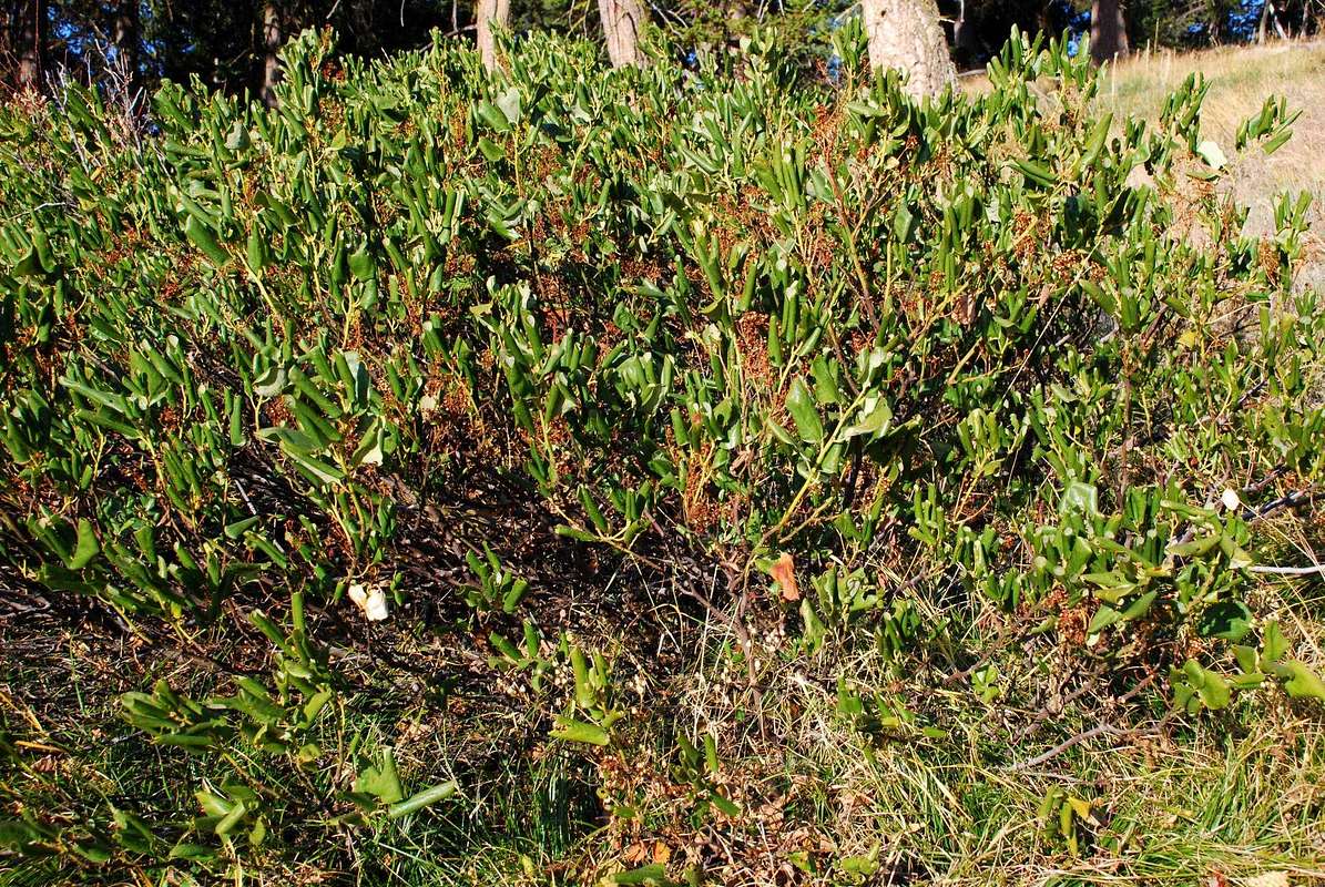 Underbrush : Photos, Diagrams & Topos : SummitPost