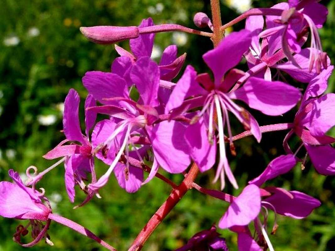 Flowers of Fireweed : Photos, Diagrams & Topos : SummitPost