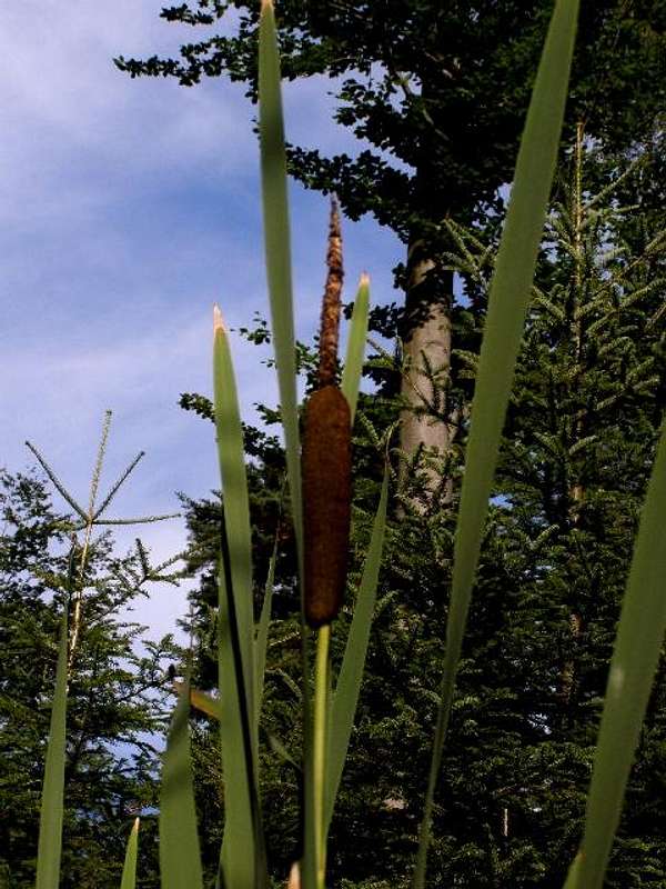 Common Cattail : Photos, Diagrams & Topos : SummitPost