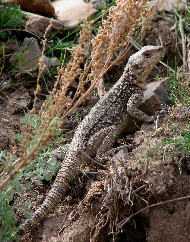 Lizard - Iran - Mashhad : Photos, Diagrams & Topos : SummitPost