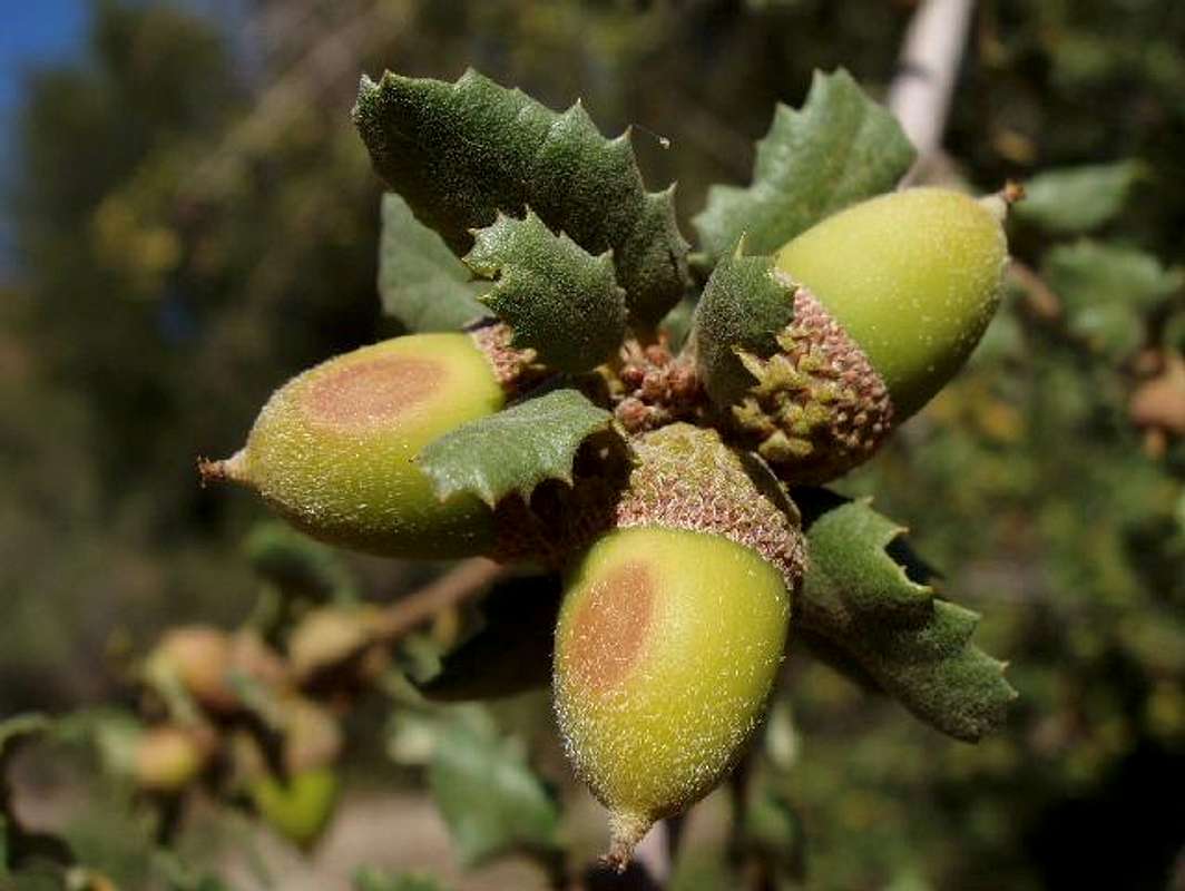 Scrub Oak Acorns : Photos, Diagrams & Topos : SummitPost
