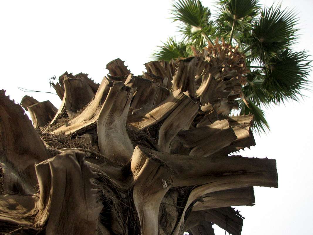 Dates Tree : Photos, Diagrams & Topos : SummitPost