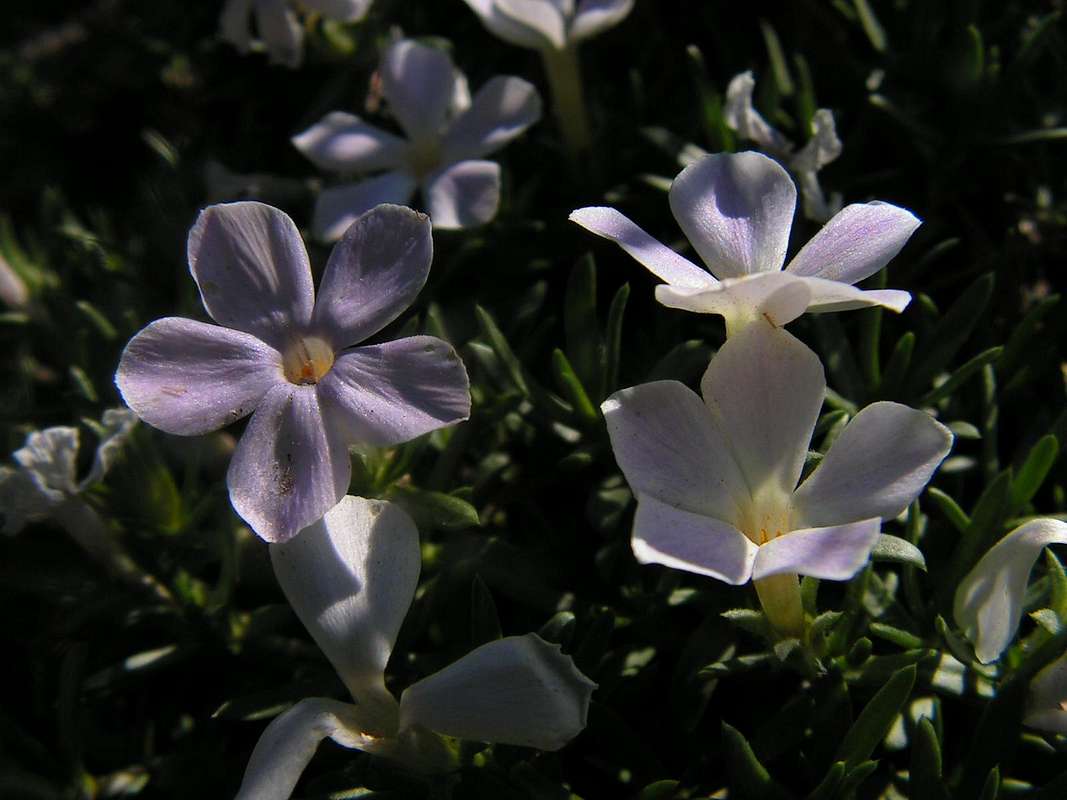 Crystal Flowers : Photos, Diagrams & Topos : SummitPost